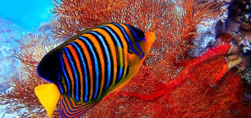 10 Stunning Fish in the Red Sea You Must See! - Marouska Travel